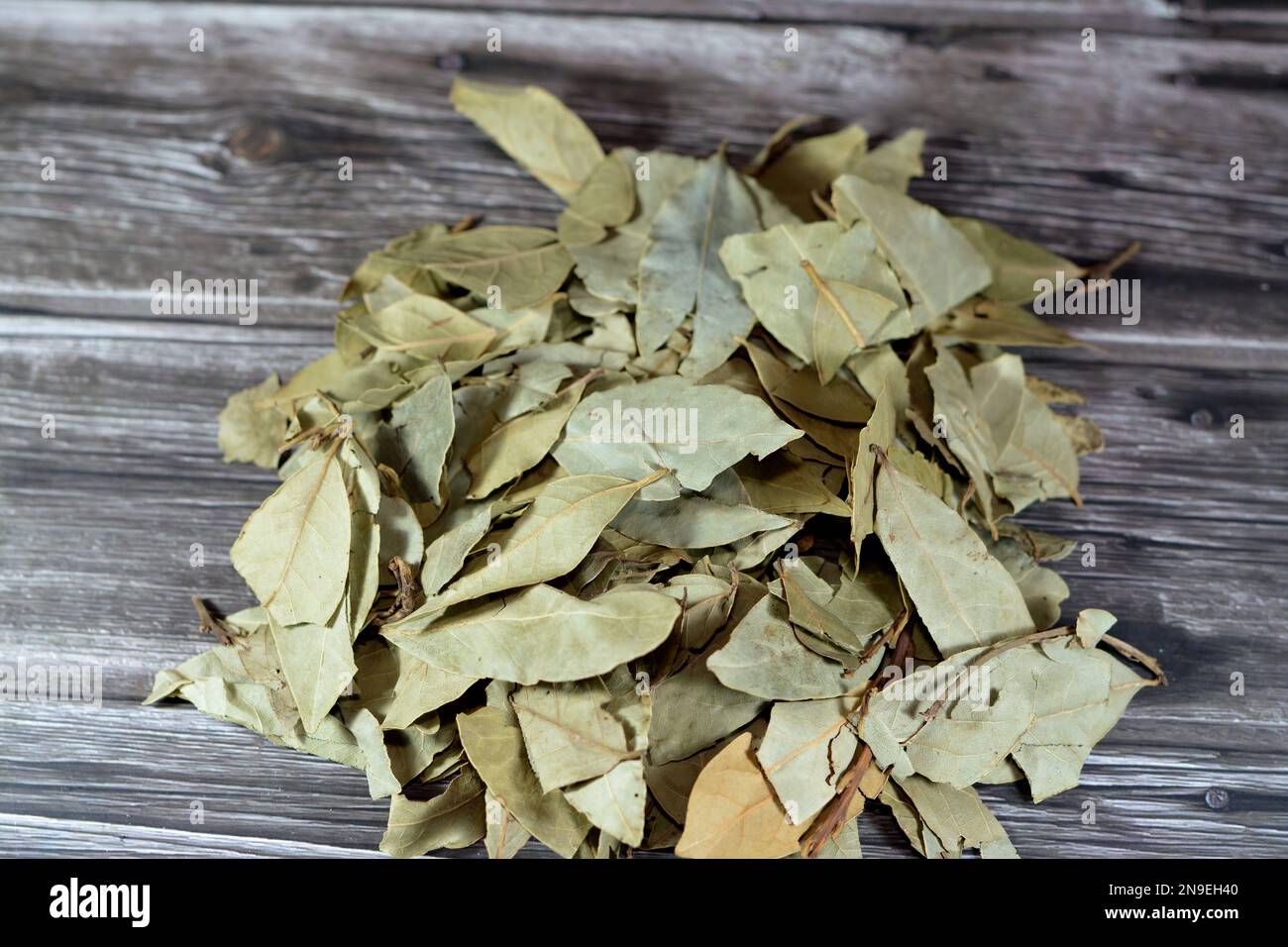 Bay laurel leaves, Laurus nobilis, an aromatic evergreen tree or large ...