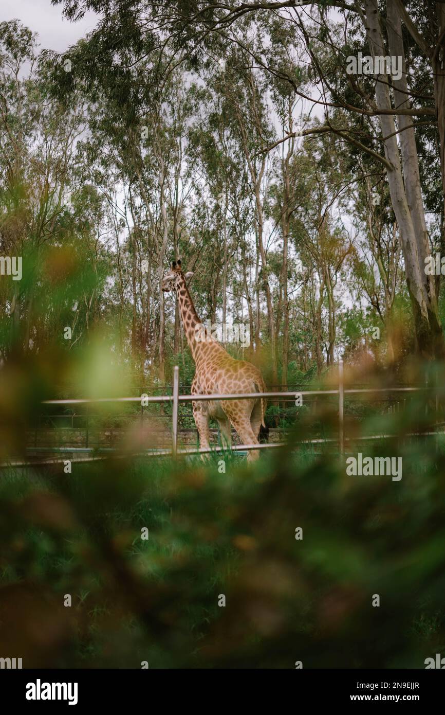 A vertical shot of a giraffe in a zoo behind a metallic fence seen ...