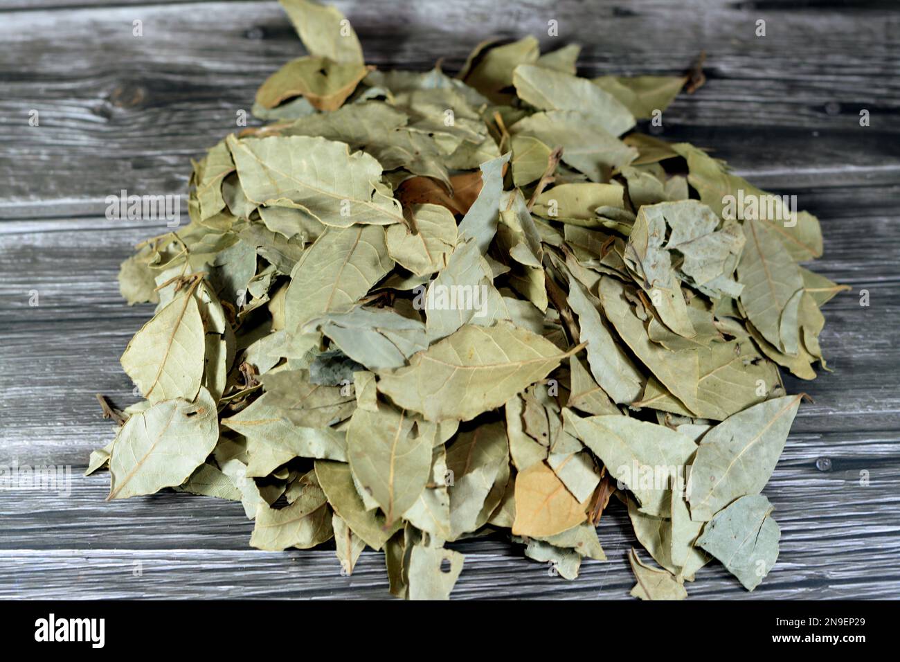 Bay laurel leaves, Laurus nobilis, an aromatic evergreen tree or large ...