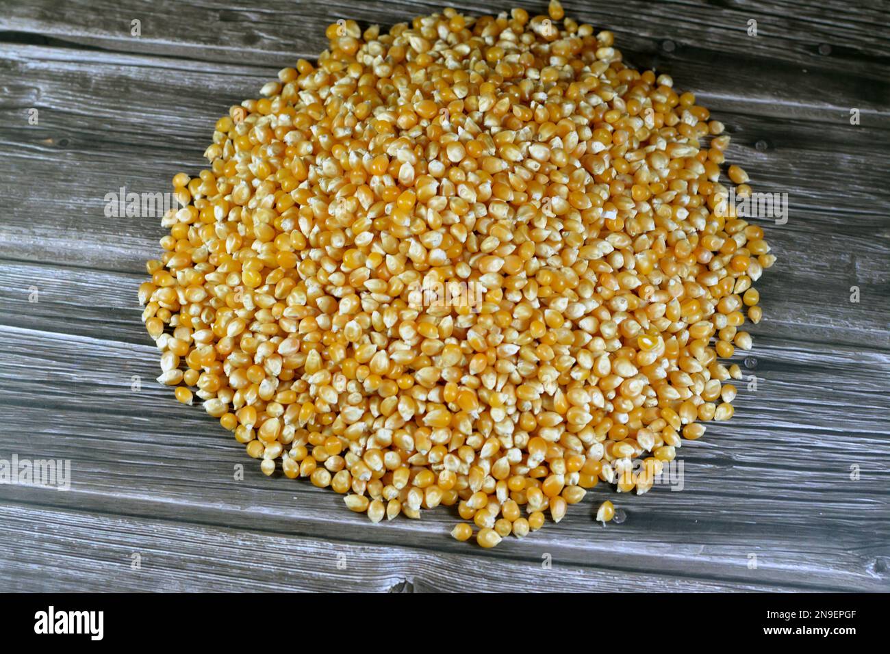 Maize or corn seeds and grains, pile of maize kernels that is used for ...