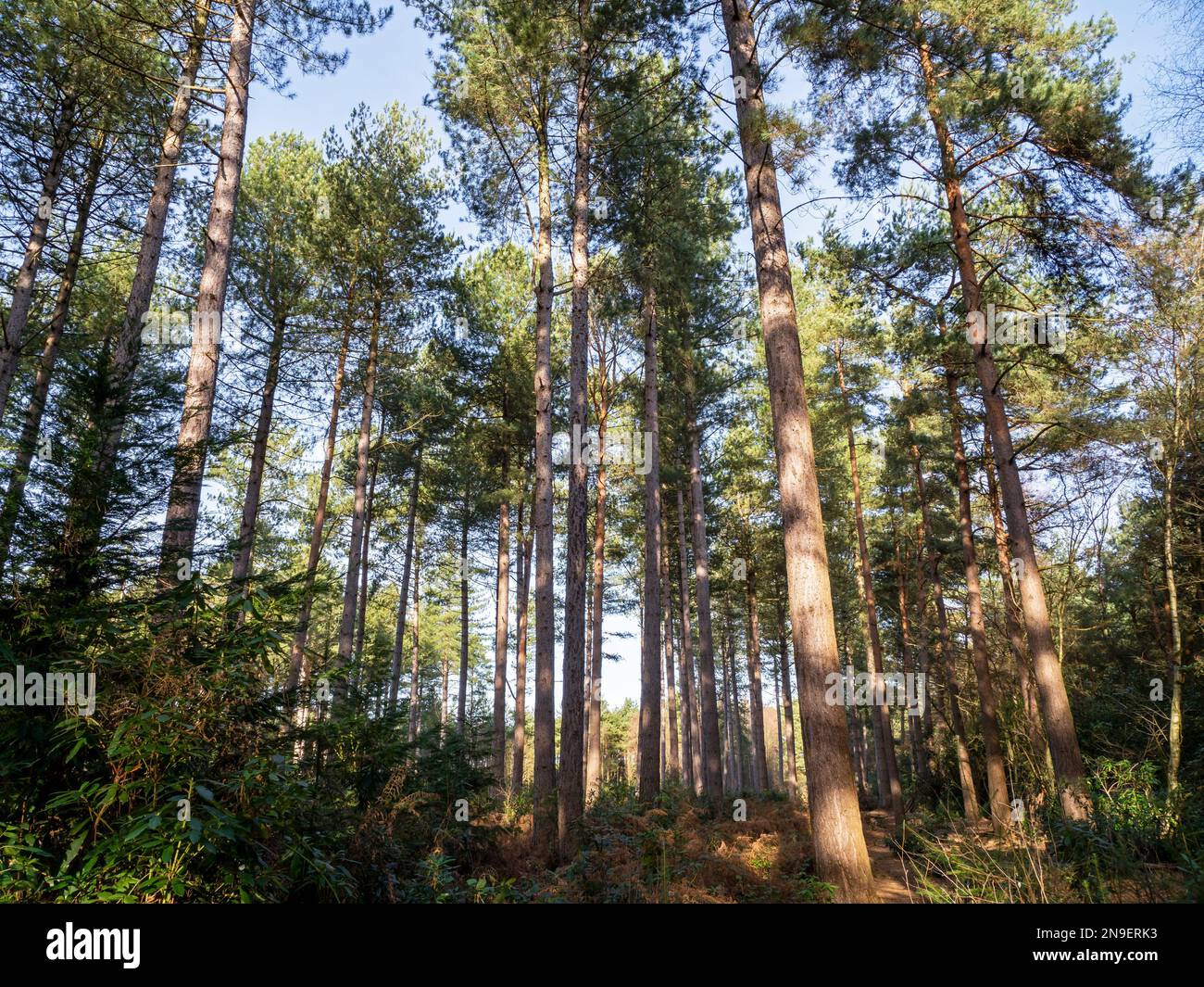 Sunlight and woodland shadows hi-res stock photography and images - Alamy