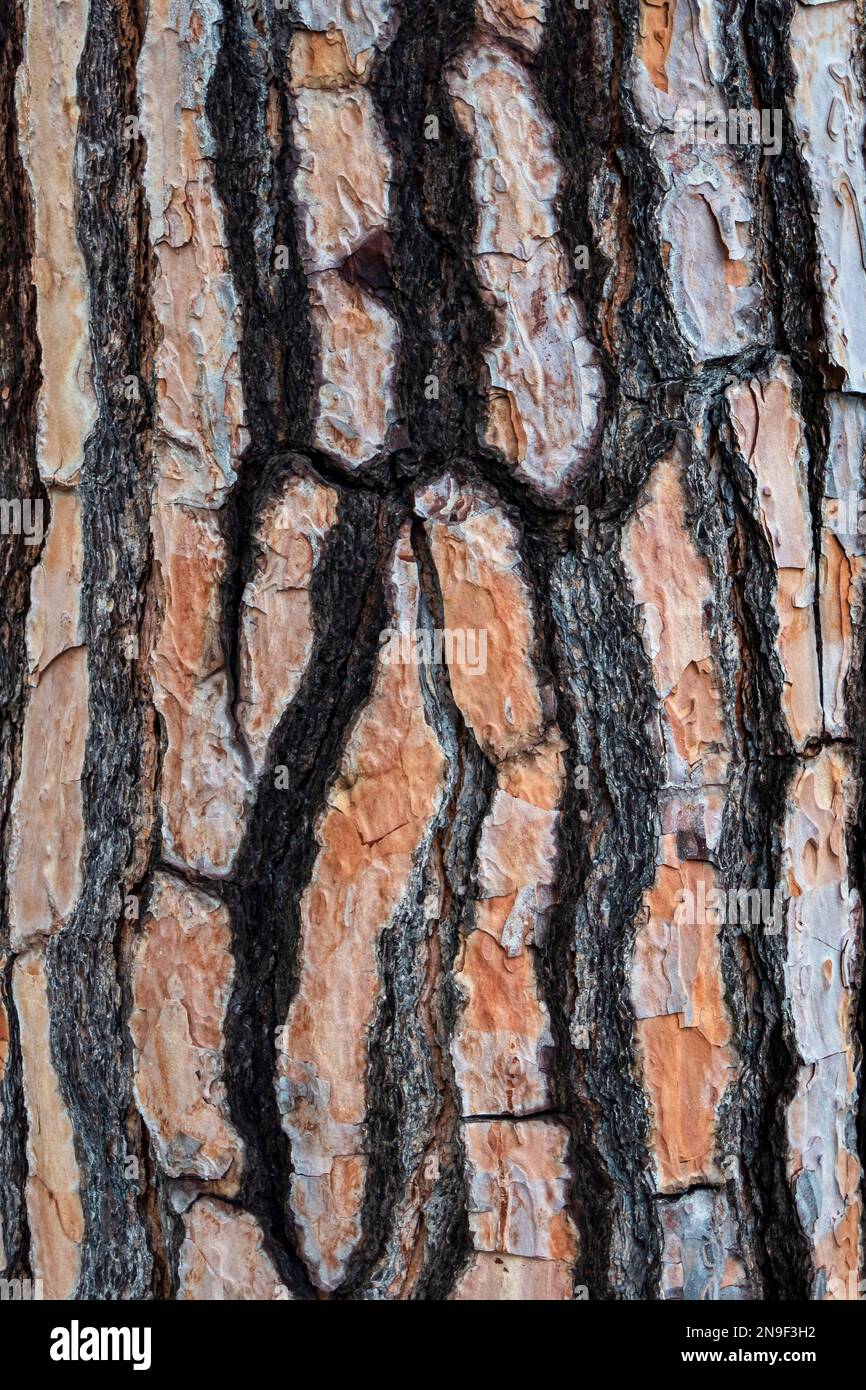 Surface tree pattern hi-res stock photography and images - Alamy