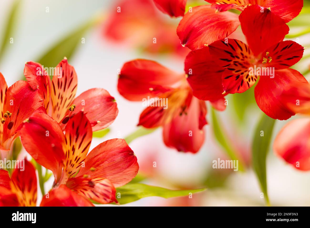 Alstroemeria bouquet hi-res stock photography and images - Alamy