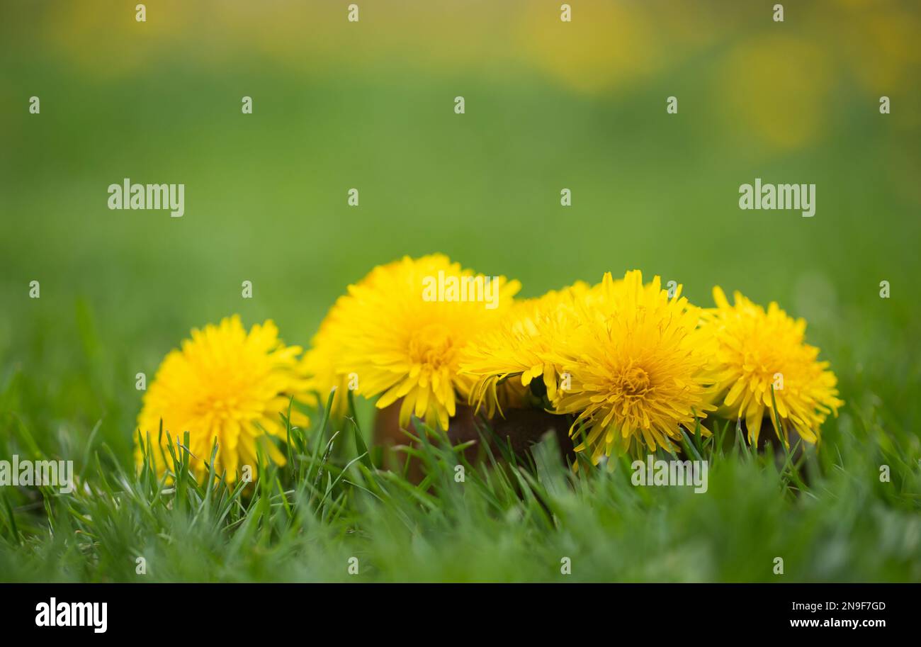 Medicinal outdoor hi-res stock photography and images - Alamy
