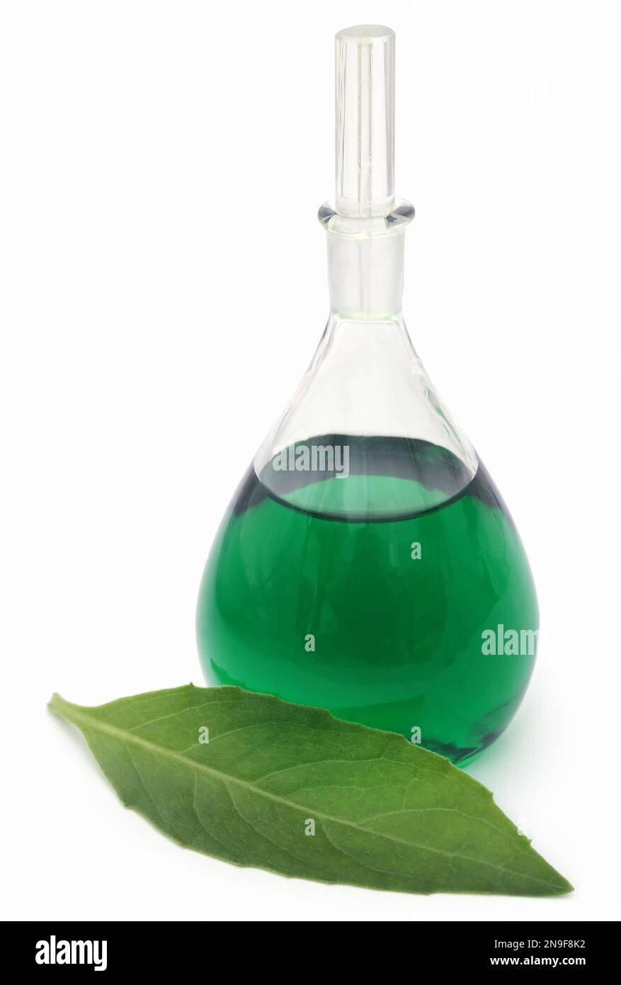 Adhatoda vasica or medicinal Basak leaves with extract in a glas jar ...