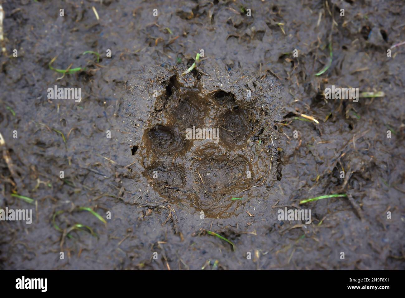 Dog foot mud hi-res stock photography and images - Alamy