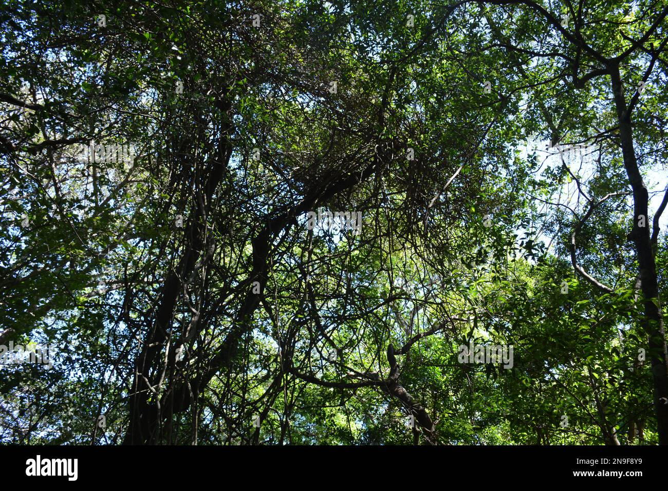 Tropical rainforest canopy hi-res stock photography and images - Alamy