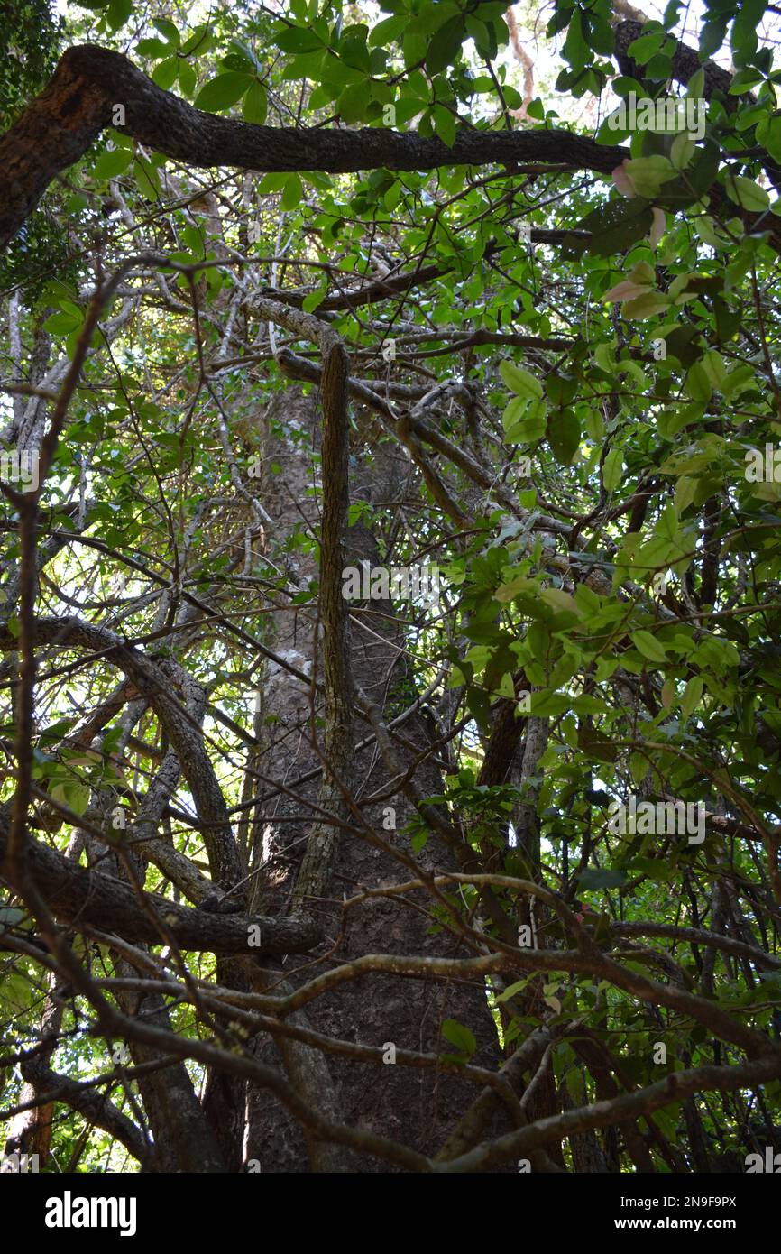 Tropical rainforest canopy hi-res stock photography and images - Alamy