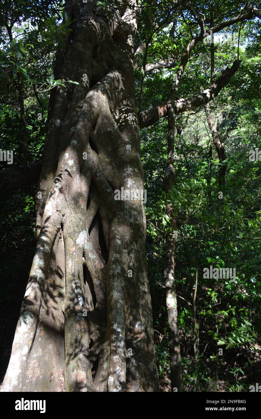 Looking up on tropical, rainforest canopy Stock Photo - Alamy