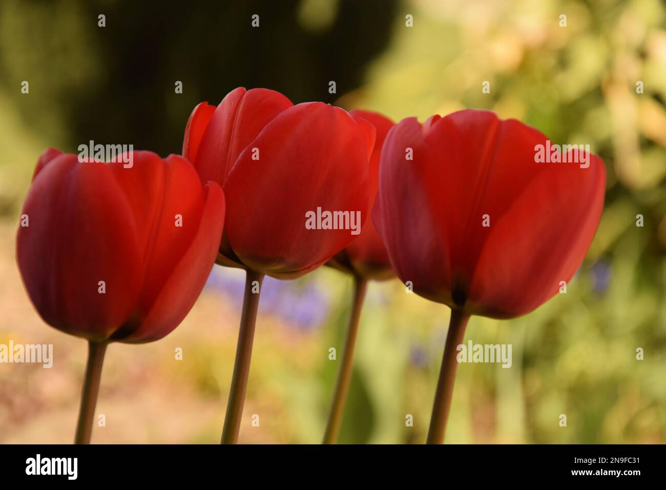 Three red tulip flowers hi-res stock photography and images - Alamy