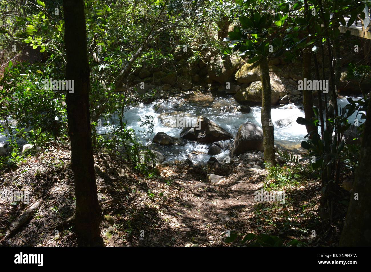 Ricon rainforest hi-res stock photography and images - Alamy