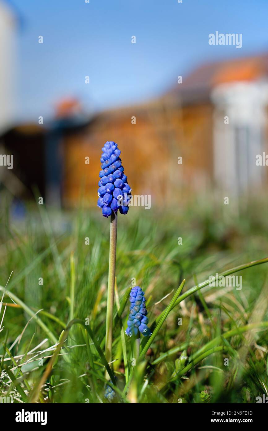 One blue Muscari flower in green grass Stock Photo - Alamy
