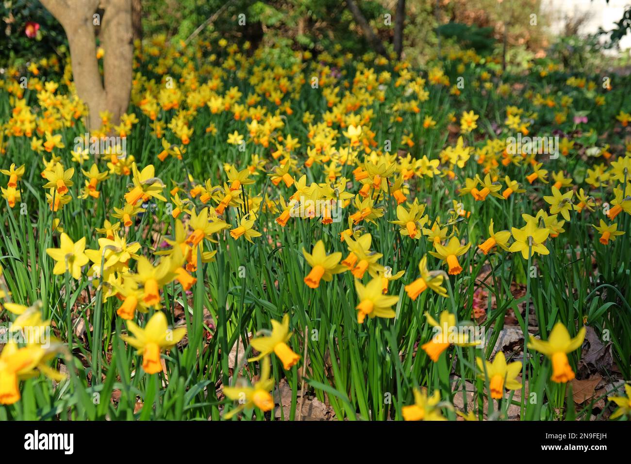 Orange trumpet yellow narcissus hi-res stock photography and images - Alamy