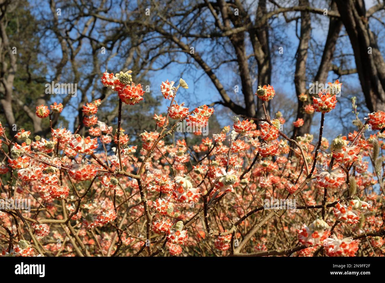 Edgeworthia chrysantha 'red dragon' paperbush in flower Stock Photo - Alamy