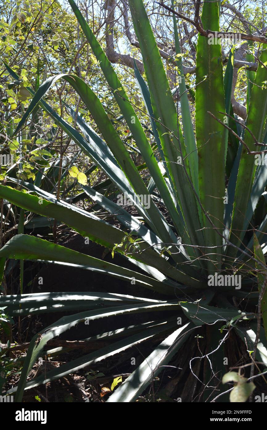 Cactus like vegetation on forest floor in tropical rainforest Stock ...