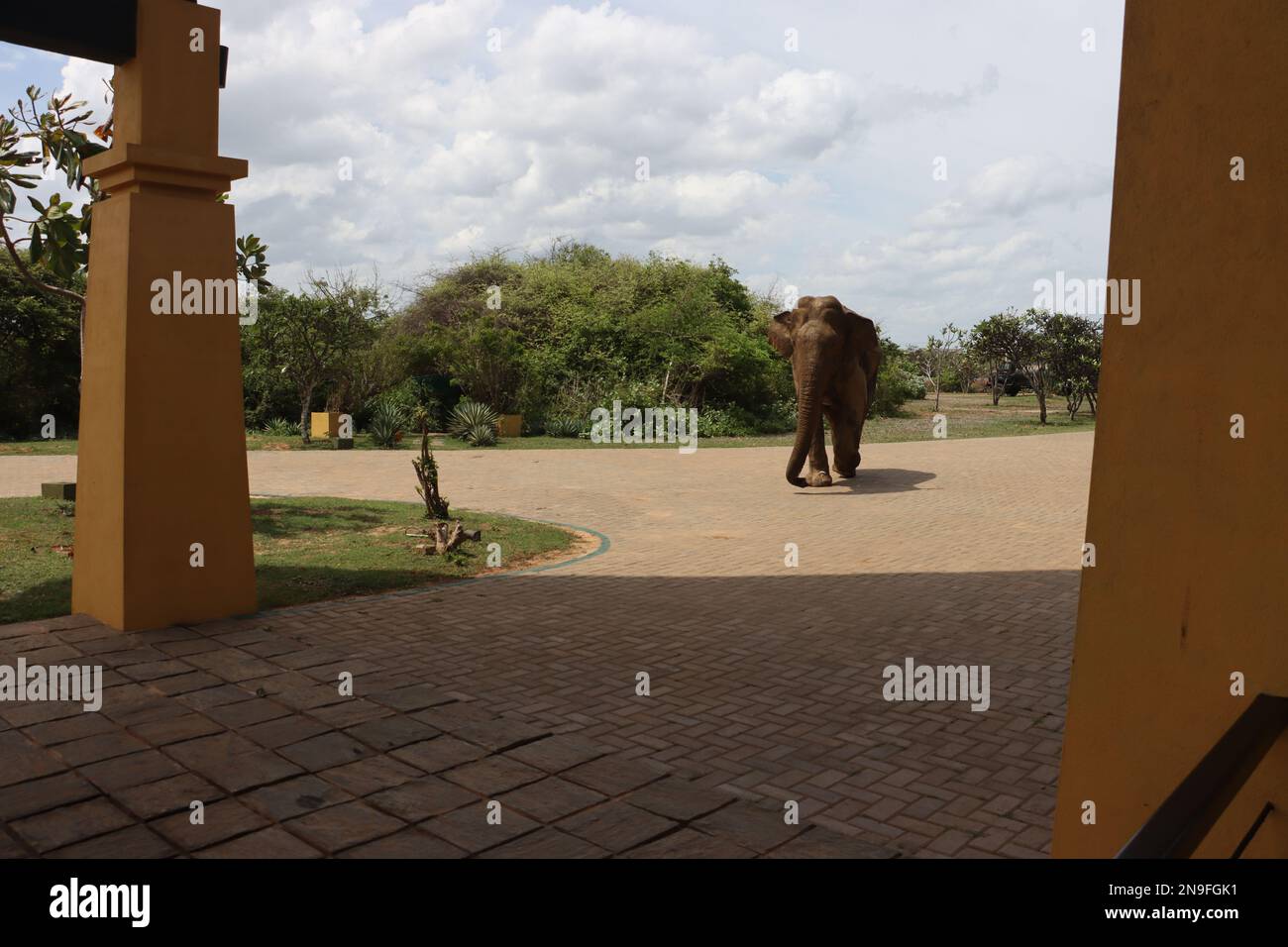 Wild elephant roaming in a Sri Lankan hotel Stock Photo - Alamy