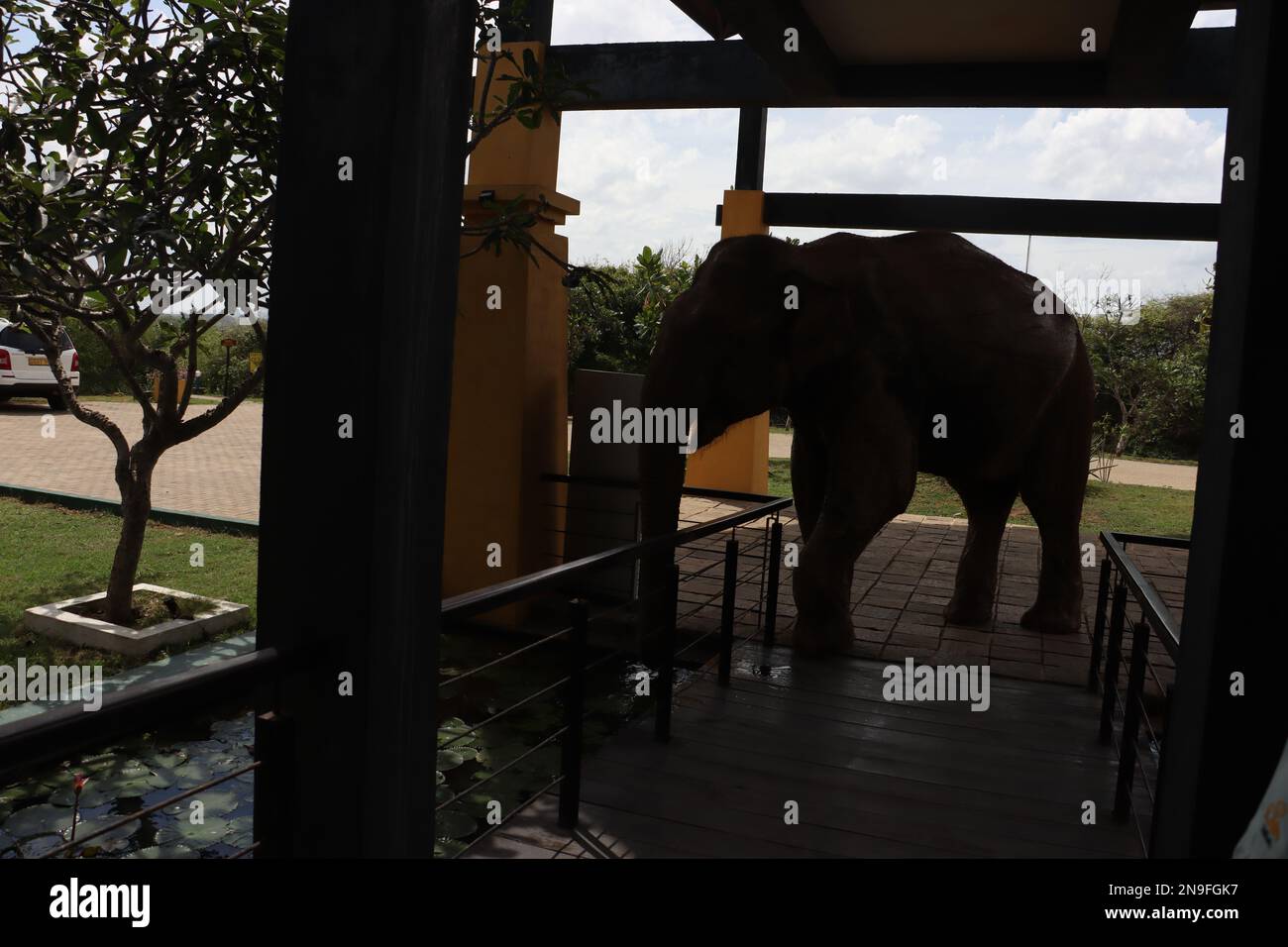 Wild elephant roaming in a Sri Lankan hotel Stock Photo - Alamy
