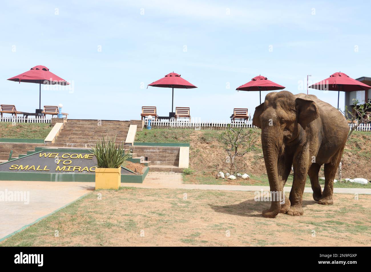 Wild elephant roaming in a Sri Lankan hotel Stock Photo - Alamy