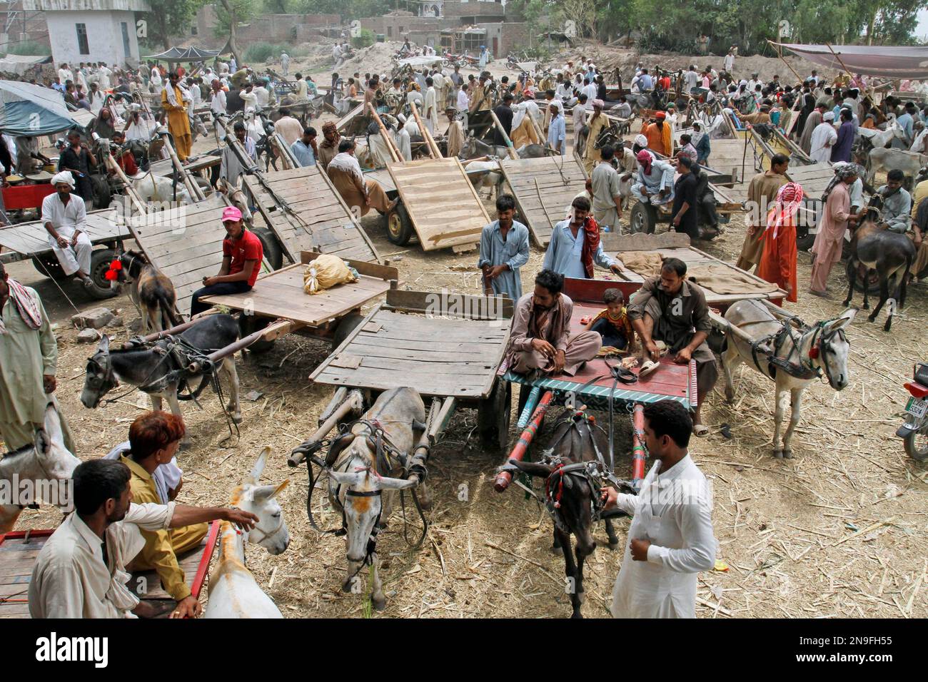 Pakistanis display their donkeys for sale at a donkey market in Lahore ...
