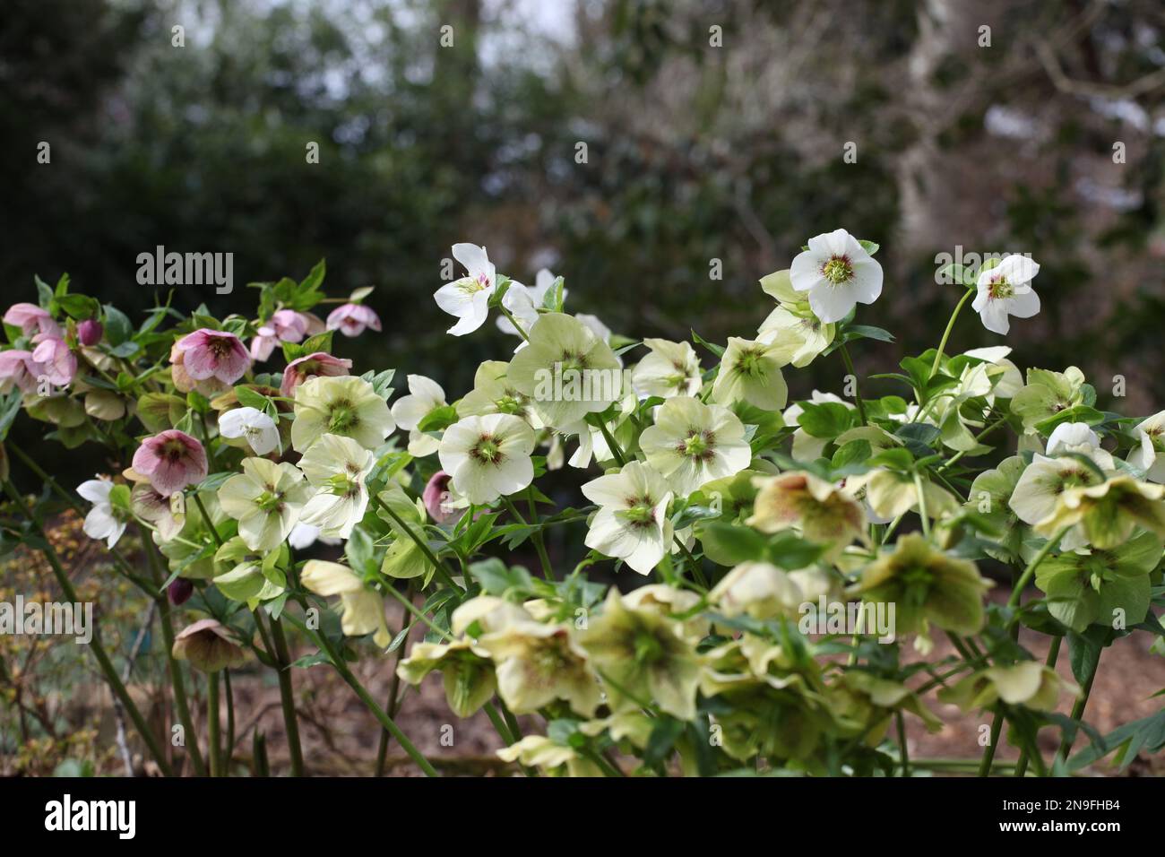 The fading flowers of white Helleborus hybridus mix Stock Photo - Alamy