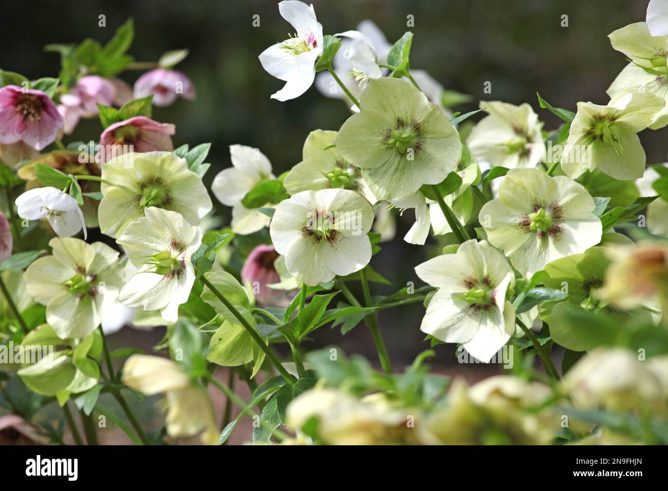 The fading flowers of white Helleborus hybridus mix Stock Photo - Alamy
