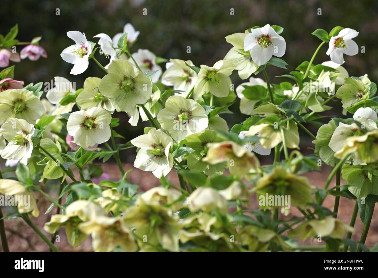 The fading flowers of white Helleborus hybridus mix Stock Photo - Alamy