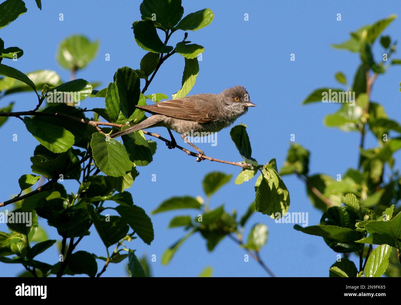 Barred Warbler (Sylvia nisoria) adult male perched in tree top Poland ...