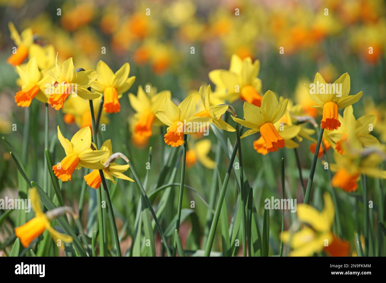 Orange trumpet yellow narcissus hi-res stock photography and images - Alamy