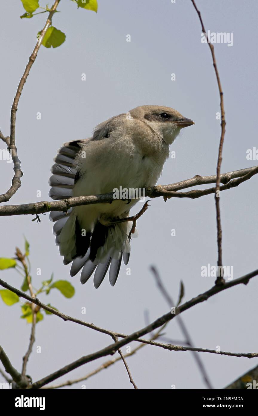 Great Grey Shrike (Lanius exubitor) juvenile in tree wing stretching ...