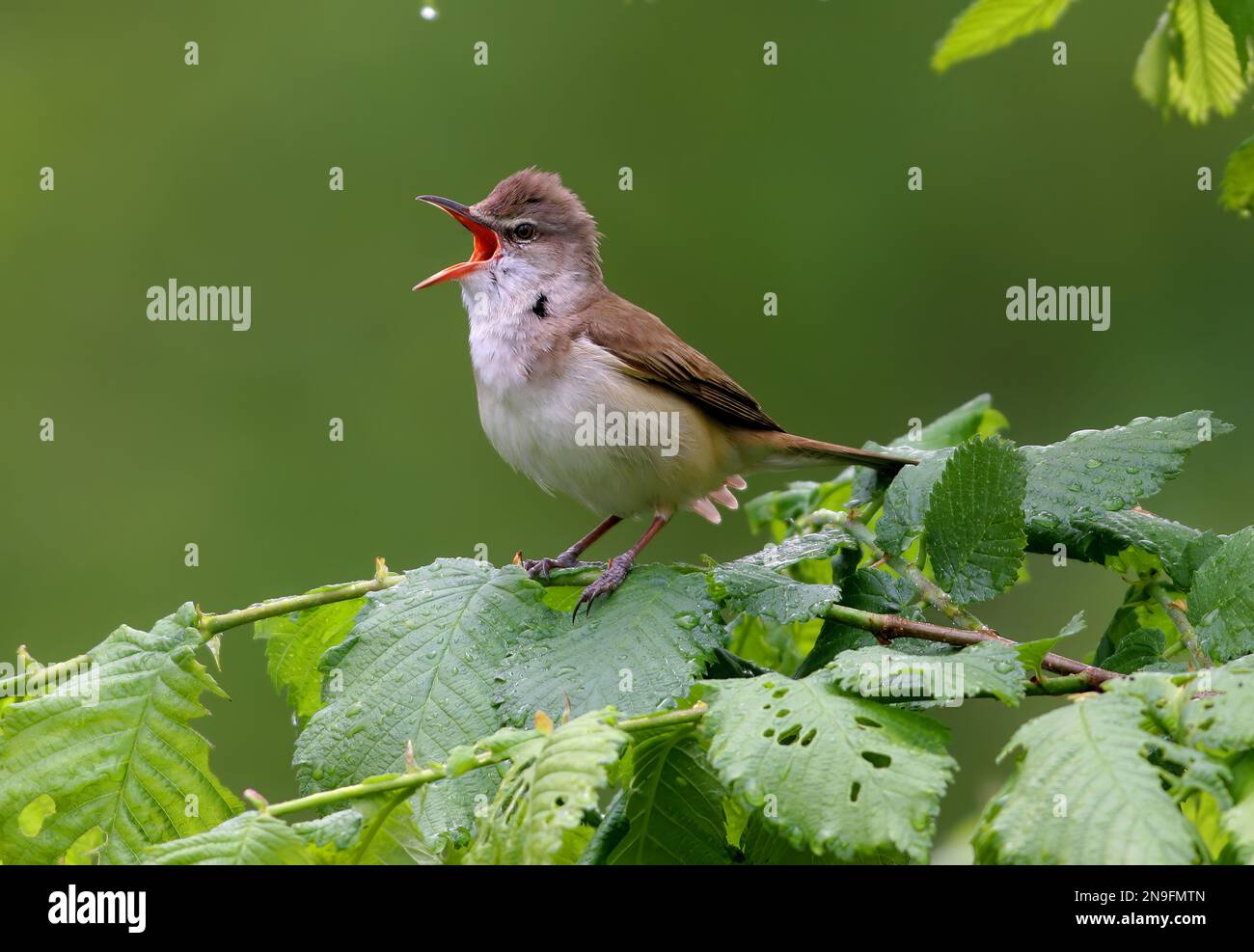 Great Reed Warbler (Acrocephalus arundinaceus) adult male perched in ...