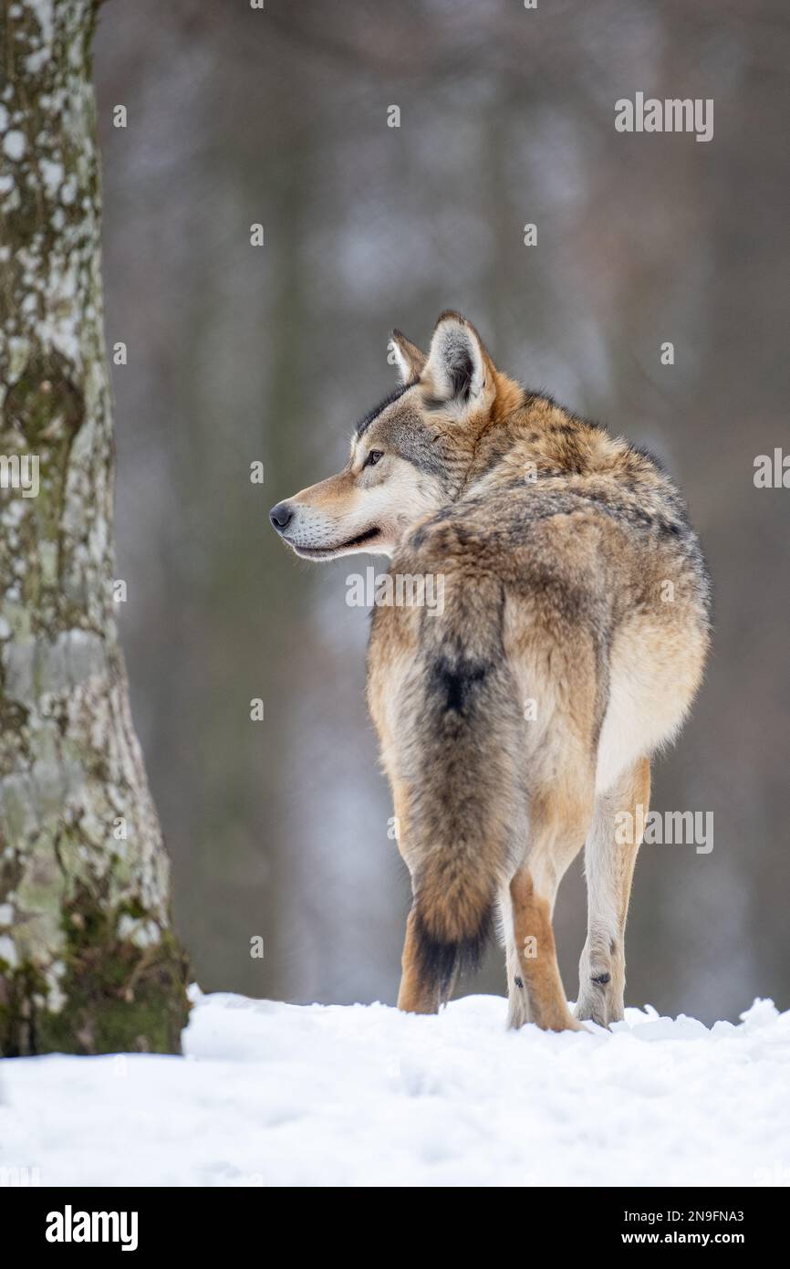 Gray wolf walks through a snowy winter forest. European wolf in natural ...