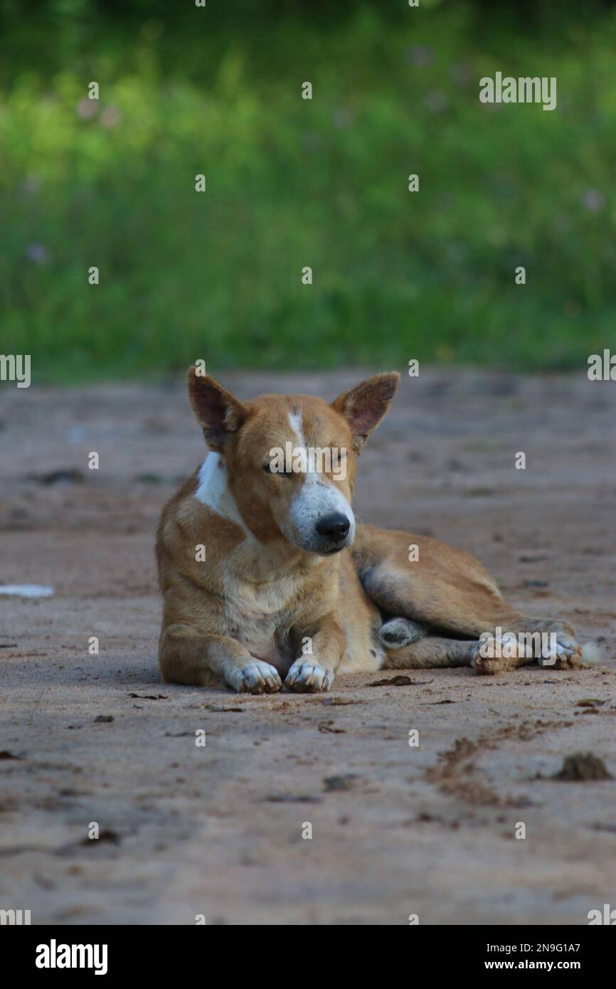 Stray dog in street Stock Photo - Alamy