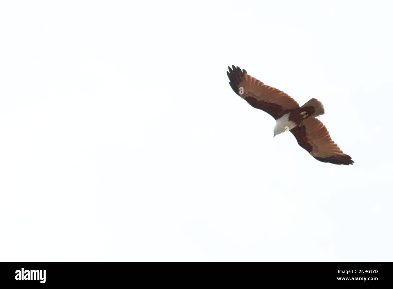 Aerial conservation Cut Out Stock Images & Pictures - Alamy