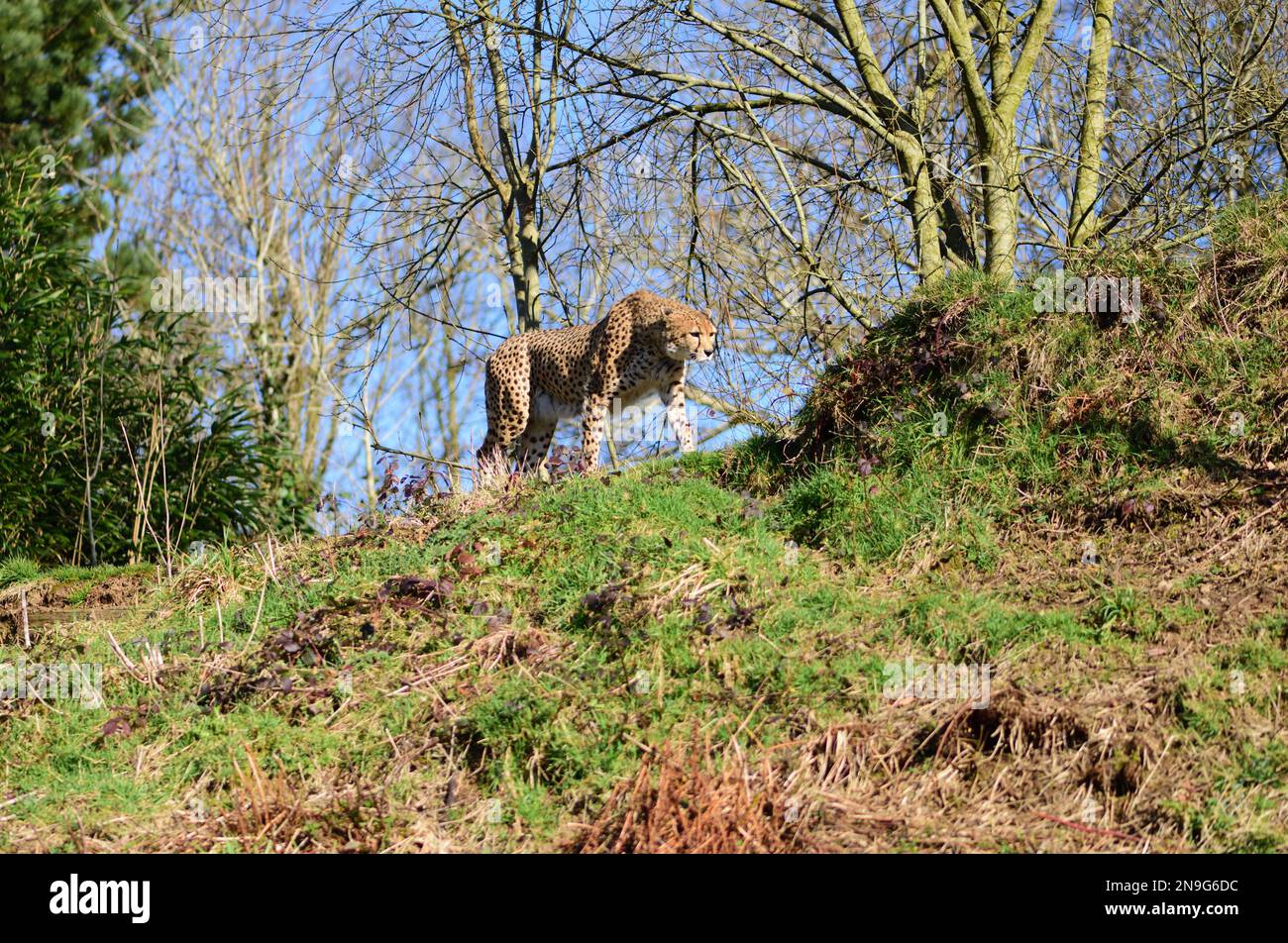 A Northeast Cheetah at Dartmoor Zoo, Devon, UK Stock Photo - Alamy