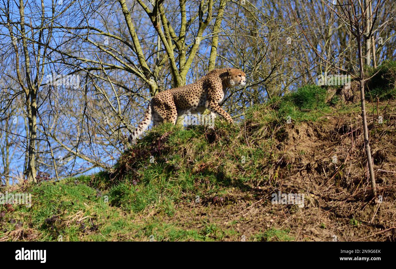 Northeast cheetah hi-res stock photography and images - Alamy