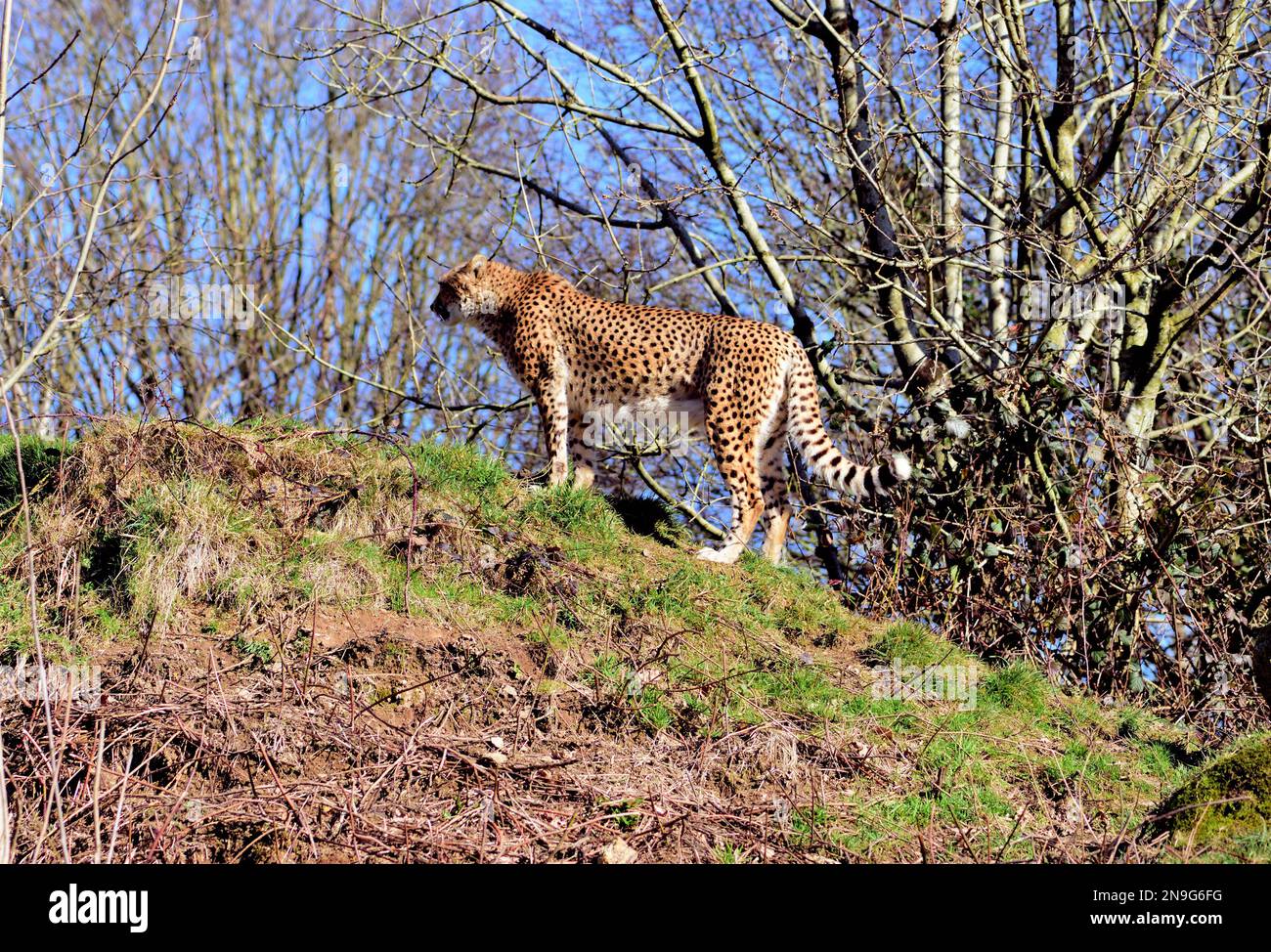 A Northeast Cheetah at Dartmoor Zoo, Devon, UK Stock Photo - Alamy