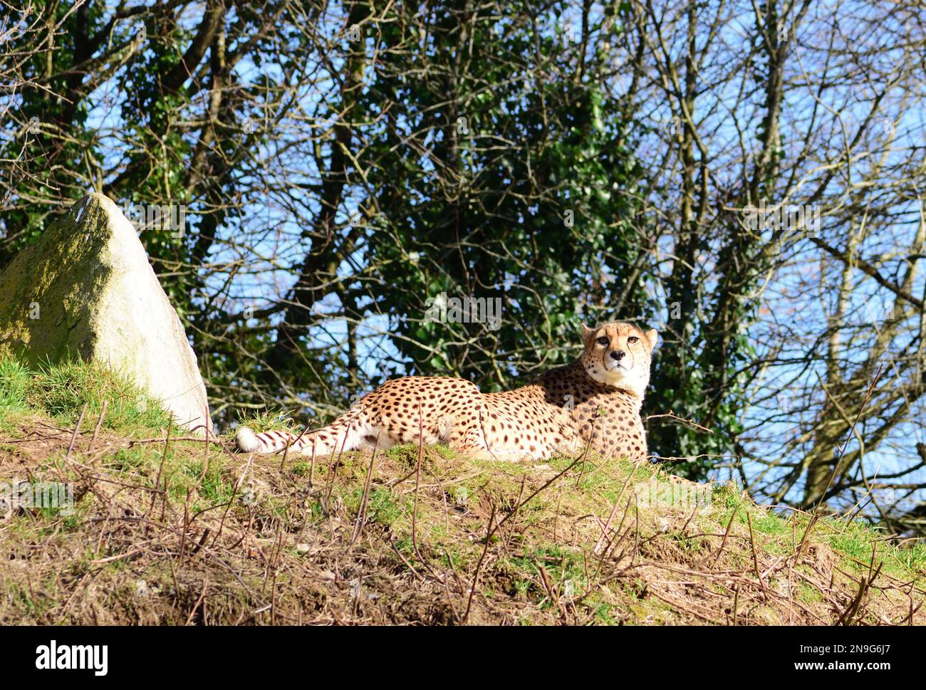 Northeast cheetah hi-res stock photography and images - Alamy