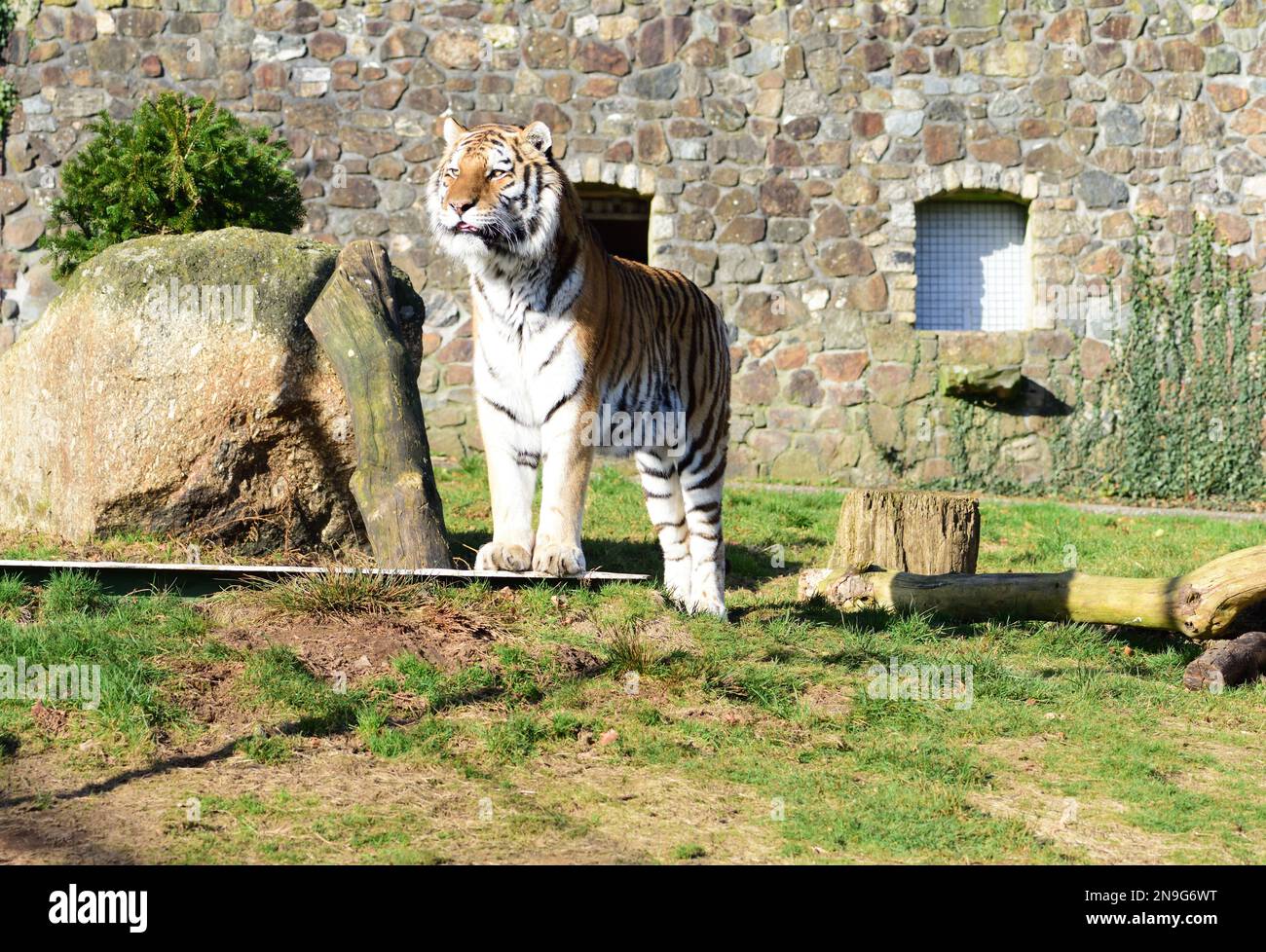 Dartmoor zoo england hi-res stock photography and images - Alamy