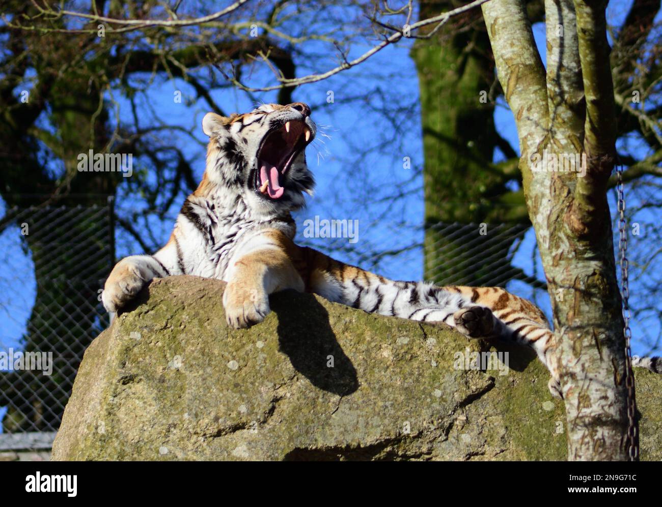 A male Amur Tiger at Dartmoor Zoo, Devon, UK Stock Photo - Alamy