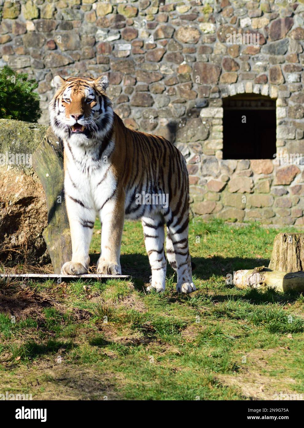 Alert wild animals in britain hi-res stock photography and images - Alamy