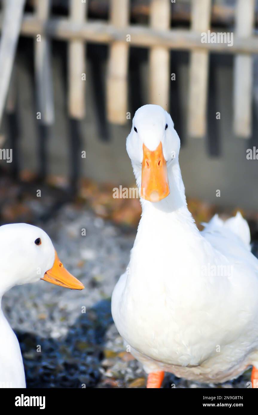 Ducks on farm drink hi-res stock photography and images - Alamy