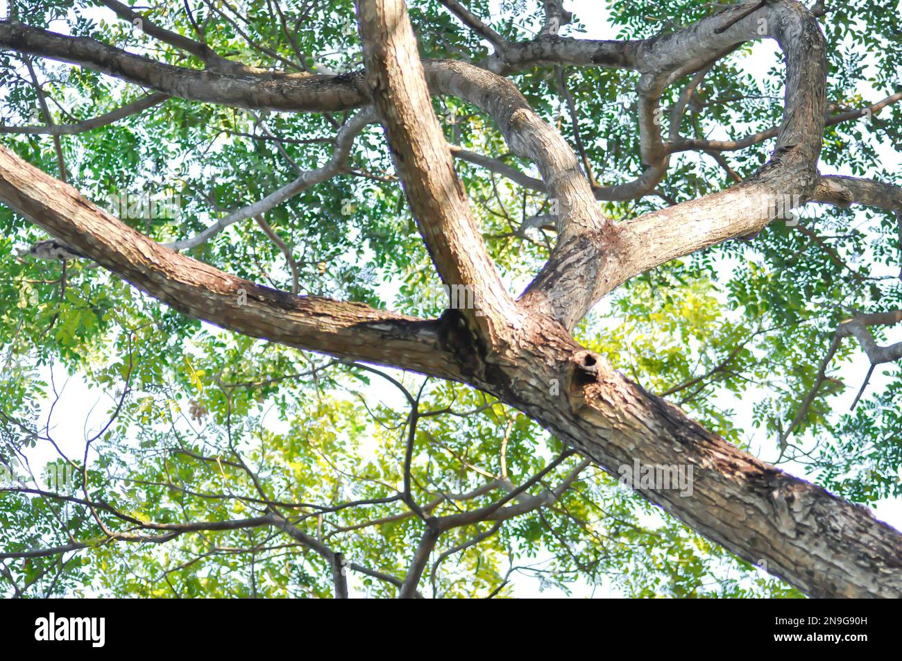 Rain tree or Samanea saman, LEGUMINOSAE MIMOSOIDEAE tree or tree bark ...