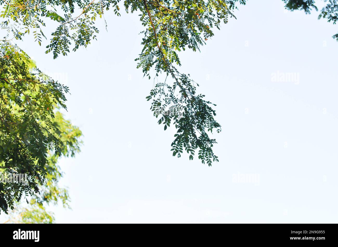 Rain tree or Samanea saman, LEGUMINOSAE MIMOSOIDEAE and sky background ...