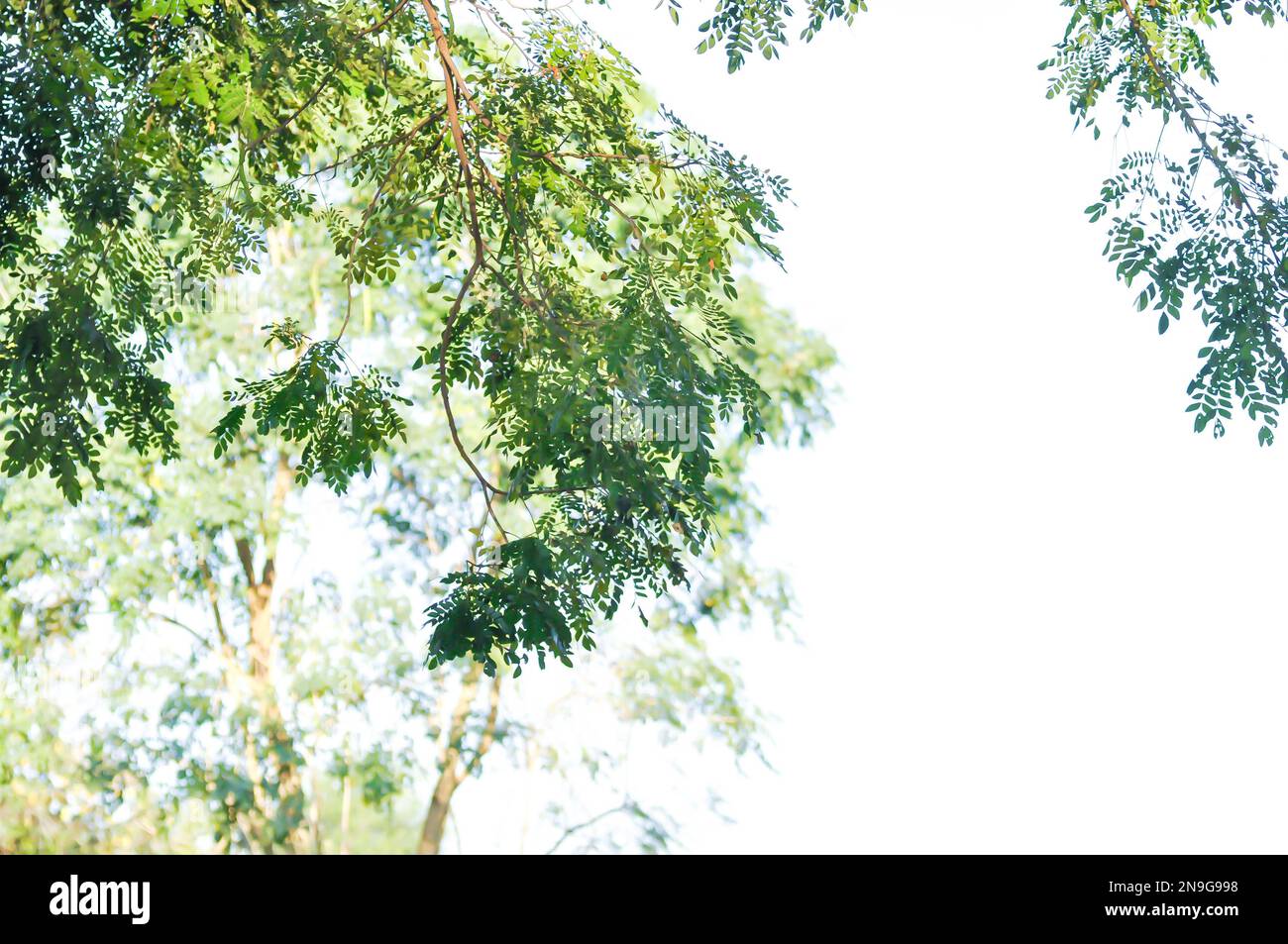 Rain tree or Samanea saman, LEGUMINOSAE MIMOSOIDEAE and sky background ...