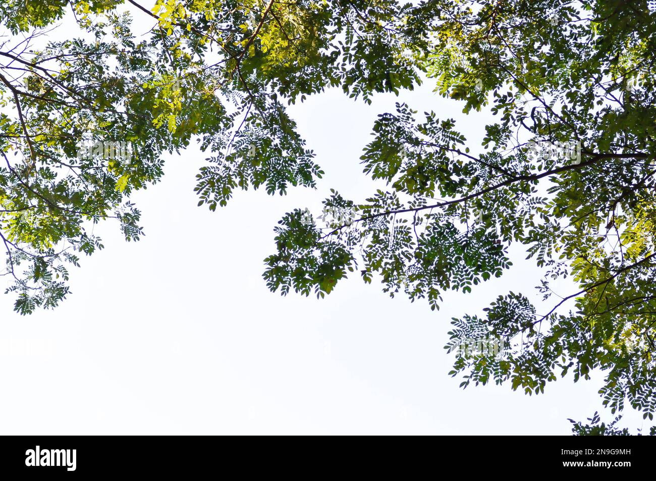 Rain tree or Samanea saman, LEGUMINOSAE MIMOSOIDEAE and sky background ...