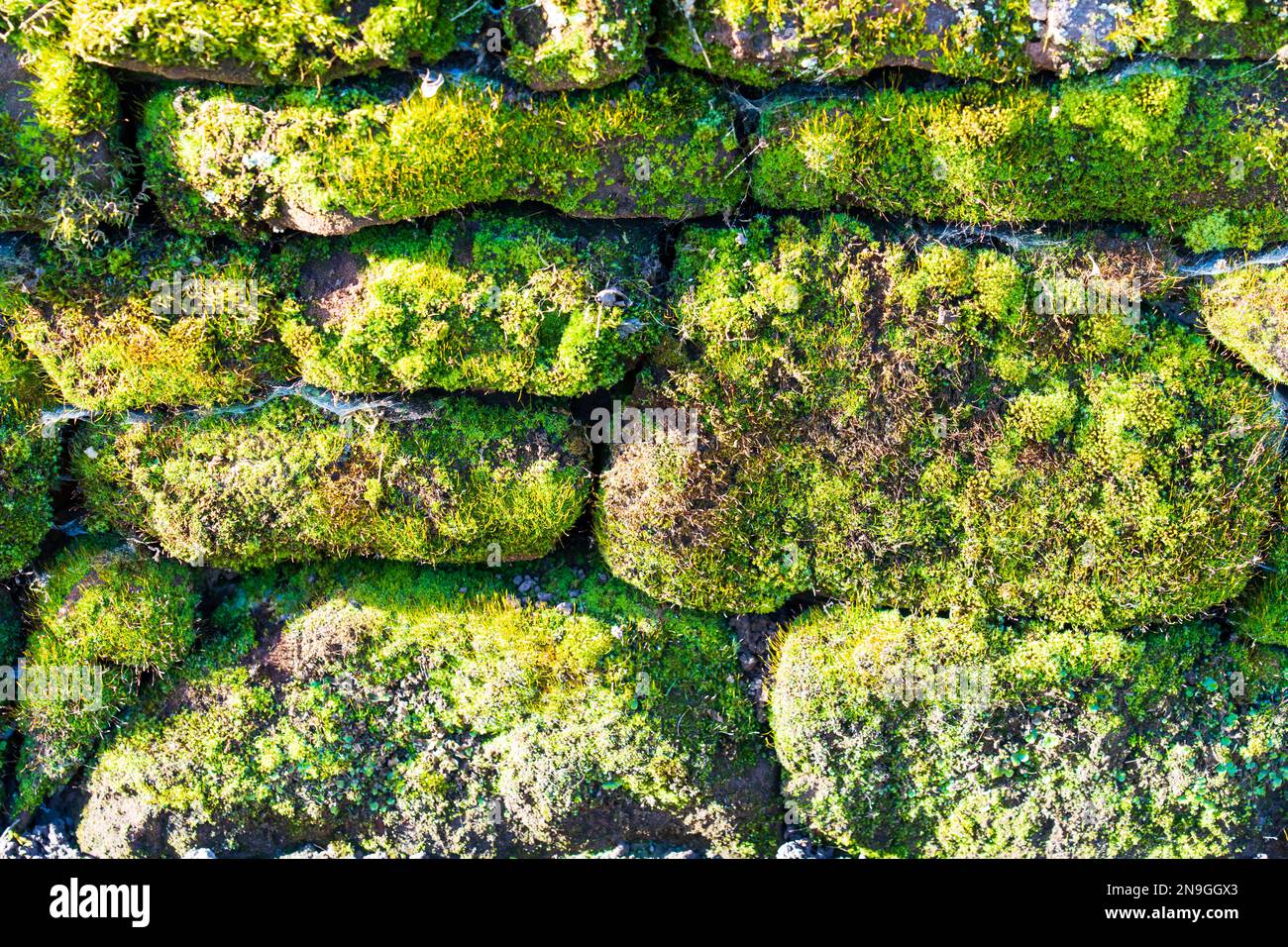 Texture wall background pattern of old moss covered vintage weathered ...