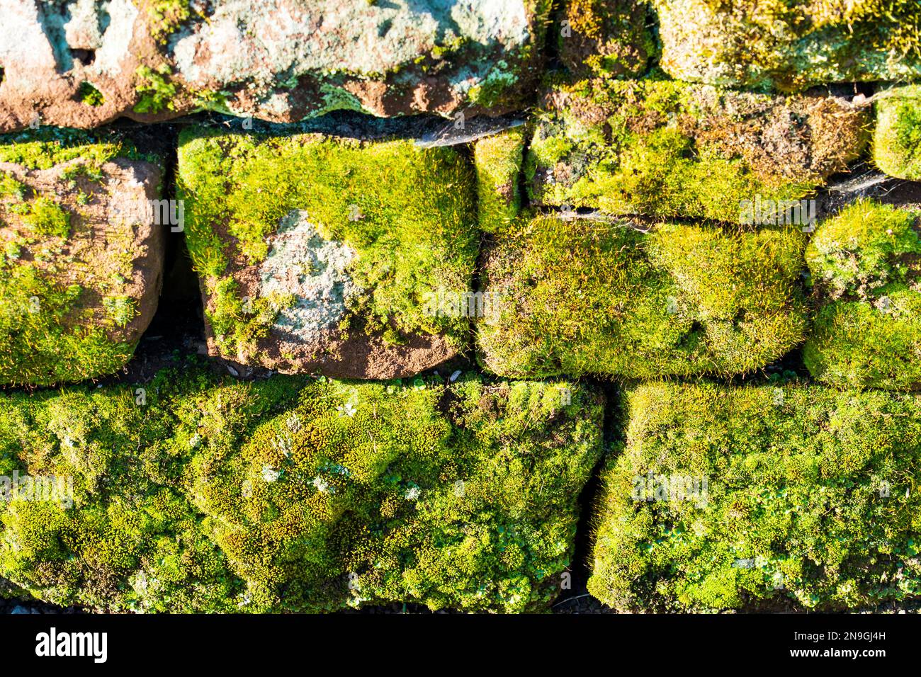 Moss concrete block hi-res stock photography and images - Alamy