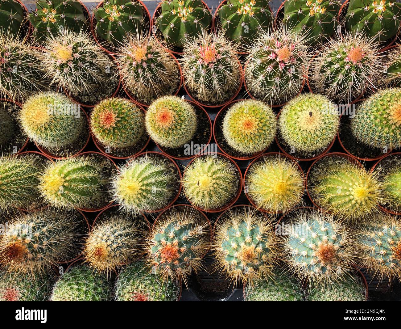 small cacti and succulent plants in cactus garden shop Stock Photo - Alamy