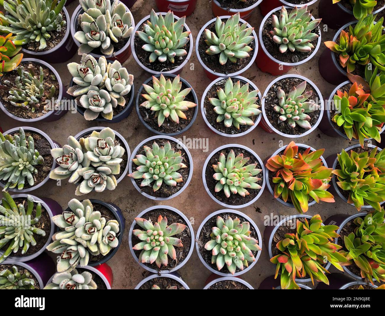 Beautiful young succulent plant hi-res stock photography and images - Alamy