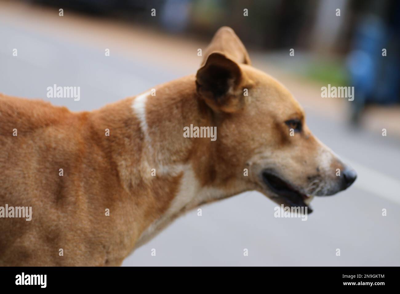 Stray dog in street Stock Photo - Alamy
